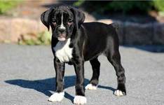 Everything you need to know about the Black Boxer dogs