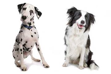All About The Border Collie Dalmatian Mix (The Bodacion)