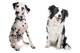 All About The Border Collie Dalmatian Mix (The Bodacion)