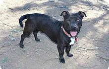 All About The Pitbull Dachshund Mix (The Dox Bull)