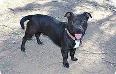 All About The Pitbull Dachshund Mix (The Dox Bull)