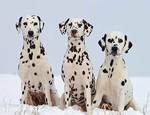 The Dalmatian Husky Mix - What Dog Owners Can Expect?