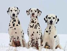 The Dalmatian Husky Mix - What Dog Owners Can Expect?