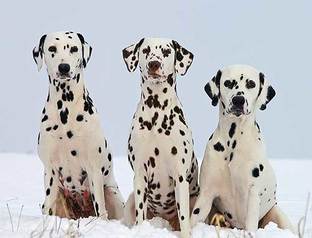 All About The Dalmatian Pitbull Mix (Pitmatian) With Pictures