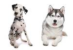 The Dalmatian Husky Mix - What Dog Owners Can Expect?