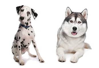 The Dalmatian Husky Mix - What Dog Owners Can Expect?