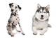 The Dalmatian Husky Mix - What Dog Owners Can Expect?