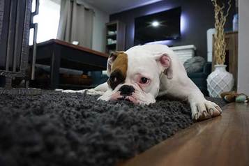 How To Teach Your Dog To Stay Home Alone (10 Tips)