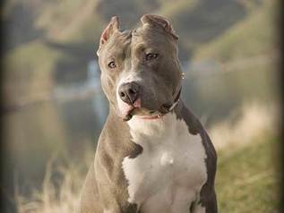 All About The Dalmatian Pitbull Mix (Pitmatian) With Pictures