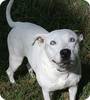 The Dalmatian Husky Mix - What Dog Owners Can Expect?