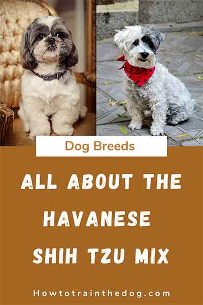 All About The Havanese Shih Tzu Mix (Havashu) With Pictures