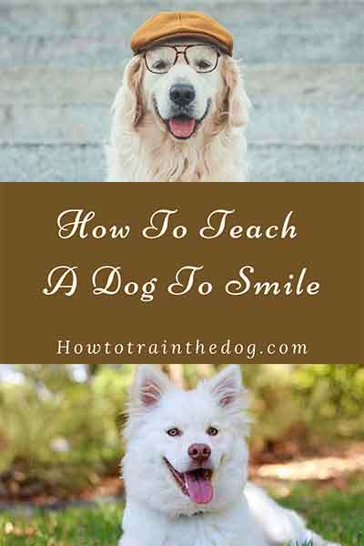 How To Teach your Dog To Smile (10 Tips)