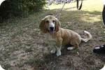 All About the Basset Hound Cocker Spaniel Mix (Hush Basset)