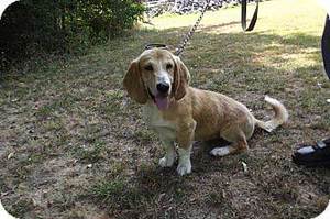 All About the Basset Hound Cocker Spaniel Mix (Hush Basset)