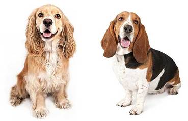 All About The Basset Hound Cocker Spaniel Mix (Hush Basset) With Pictures