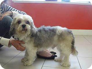 All About the Cock-A-Tzu (The Cock Spaniel Shih Tzu Mix)