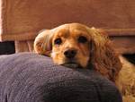 All About The Basset Hound Cocker Spaniel Mix (Hush Basset) With Pictures