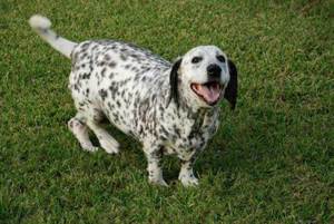 All About The Basset Hound Dalmatian Mix (Bassamatian)