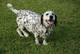 All About The Basset Hound Dalmatian Mix (Bassamatian)