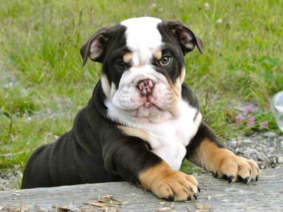A Complete Guide To The Miniature English Bulldog