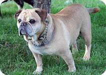 A Complete Guide To The Miniature English Bulldog