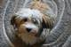 All About the Havanese Shih Tzu Mix (Havashu): Facts/ Information