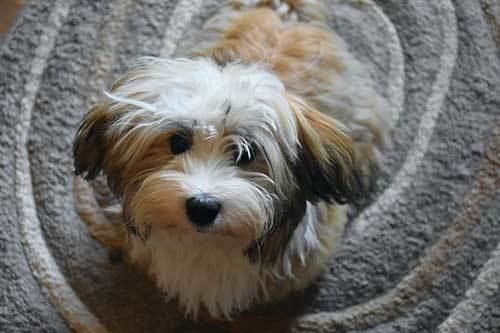 All About the Havanese Shih Tzu Mix (Havashu): Facts/ Information