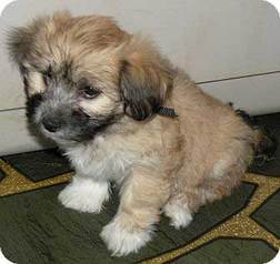 All About the Havanese Shih Tzu Mix (Havashu): Facts/ Information