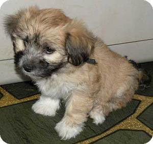 All About the Havanese Shih Tzu Mix (Havashu): Facts/ Information