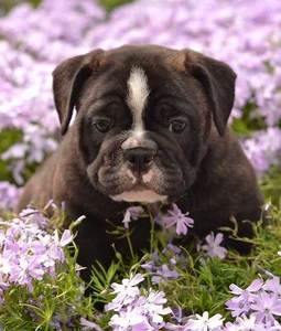 A Complete Guide To The Miniature English Bulldog