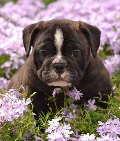 A Complete Guide To The Miniature English Bulldog