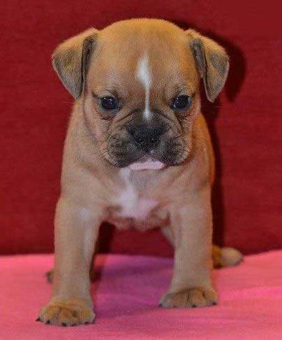 A Complete Guide To The Miniature English Bulldog