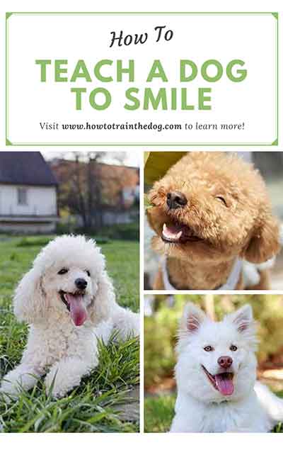 How To Teach your Dog To Smile (10 Tips)