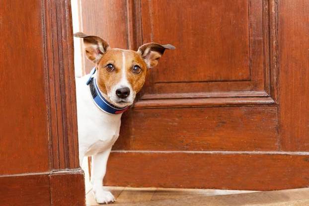 How To Teach Your Dog To Open And Close Doors (5 Tips With Video)