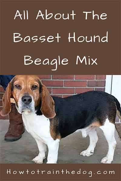 All About The Basset Hound Beagle Mix (Bagle Hound) With Pictures