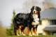 All About The Rottweiler Bernese Mountain Dog Mix (Bernweiler) With ...