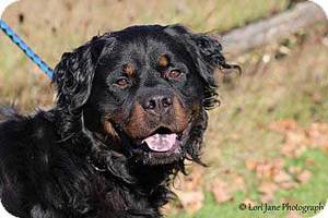 All About The Rottweiler Bernese Mountain Dog Mix (Bernweiler)