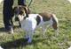 All About The Basset Hound English Bulldog Mix (Bully Basset)