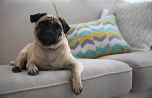 How To Keep Your Dog Off The Couch (15 Easy Tips )