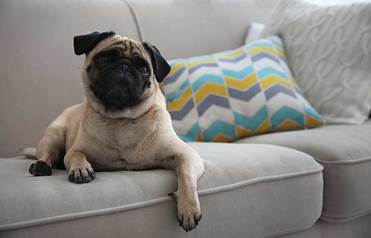 How To Keep Your Dog Off The Couch (15 Easy Tips )