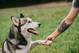 How To Train A Stubborn Dog (12 Easy Tips)