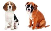 All About The Beagle Boxer Mix (Boggle): Facts & Information