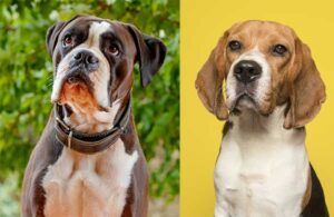 All About The Beagle Boxer Mix (Boggle) With Pictures