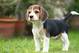 A Complete Guide to the Peagle (Pekingese Beagle Mix)