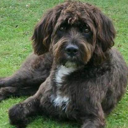 Boxerdoodle: Your Guide To The Boxer Poodle Mix (With Pictures)