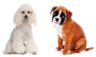 Boxerdoodle: Your Guide To The Boxer Poodle Mix (With Pictures)