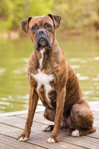 All About The Beagle Boxer Mix (Boggle) With Pictures