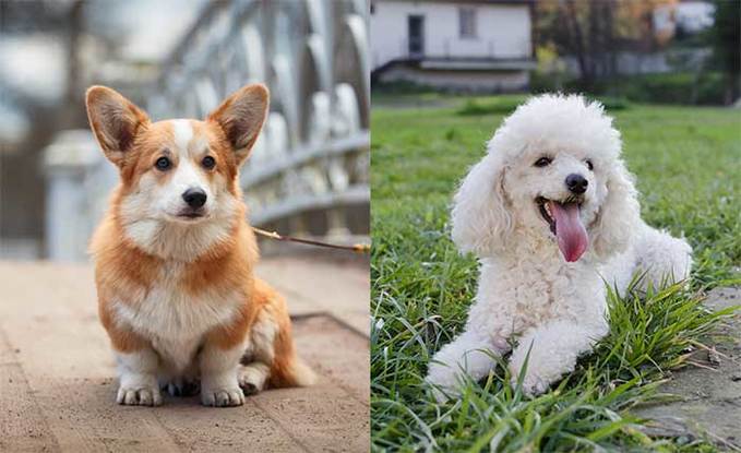 All About The Corgipoo (Corgi Poodle Mix): Facts & Information