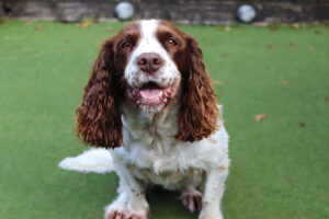 English Springer Spaniel Training: 10 Useful Tips & Tricks