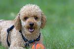 Your Complete Guide to the Chihuahua Poodle Mix (Chipoo)
